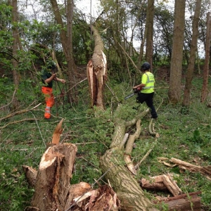 Emergency Tree Work - Allen Groundcare