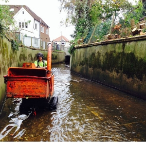 Tree Works Around Water - Allen Groundcare