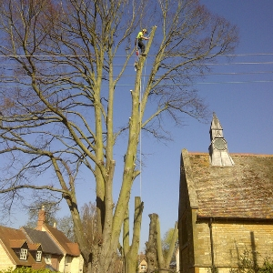 Domestic Tree Surgery - Allen Groundcare
