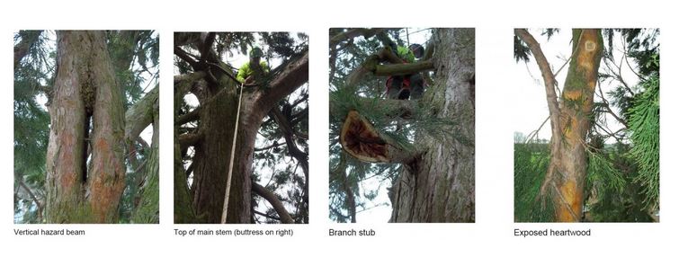 Tree Inspection Report Archives - Allen Groundcare