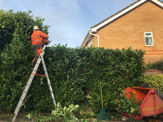 Heavy Reduction of a Large Laurel Hedge in Towcester - Allen Groundcare